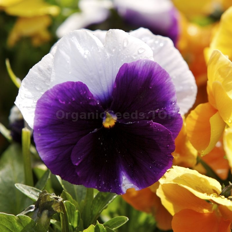 Images «Lord Beaconsfield» - Organic Viola Seeds - Shipping is free for ...