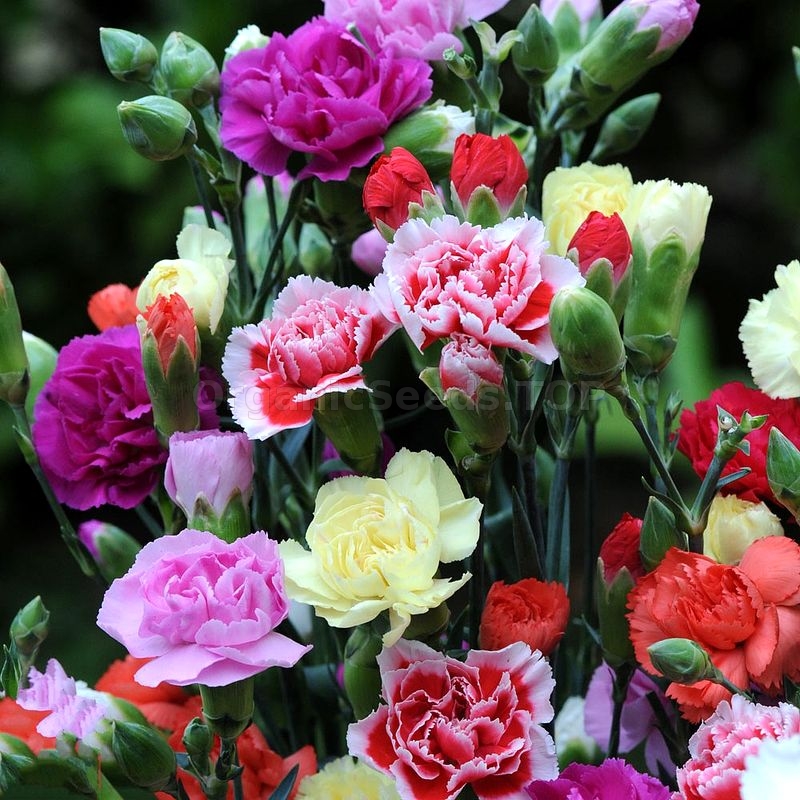 «Grenadin Mix» - Organic Carnation Seeds - Shipping is free for orders ...