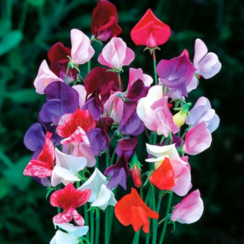 Images «Royal Mix» - Organic Sweet Pea Seeds - Shipping is free for ...