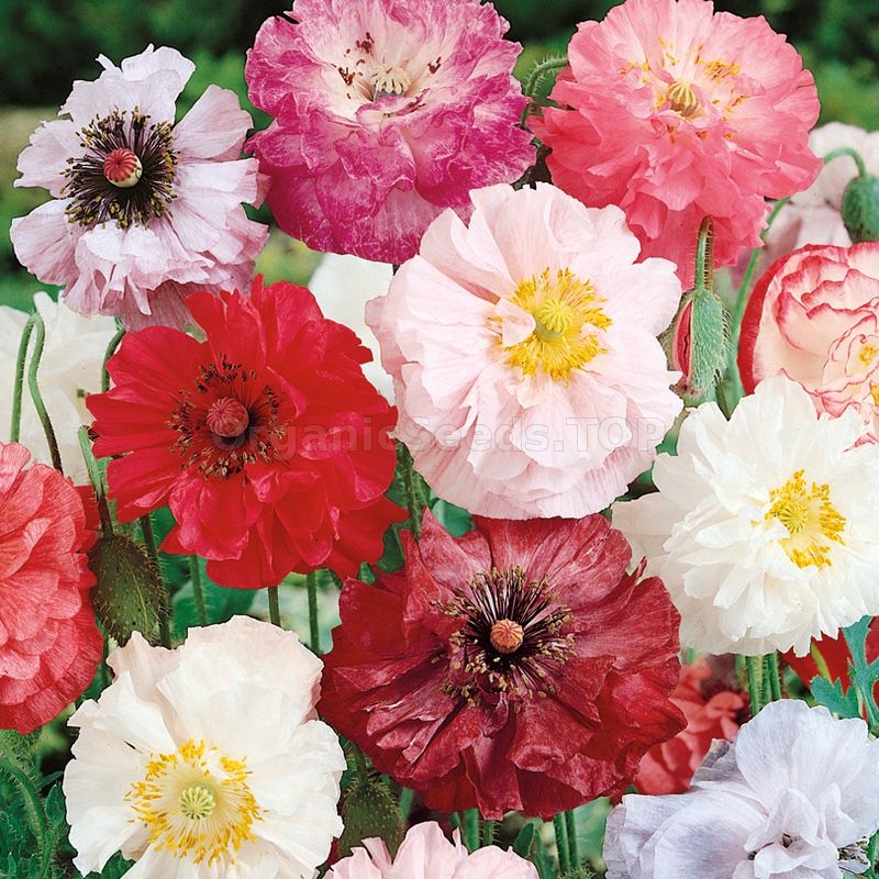 «Mix» - Organic Poppy Seeds - Shipping is free for orders over €50