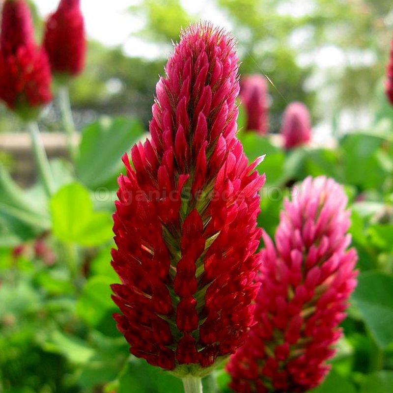 «Dixie» - Organic Crimson Clover Seeds - Shipping is free for orders ...