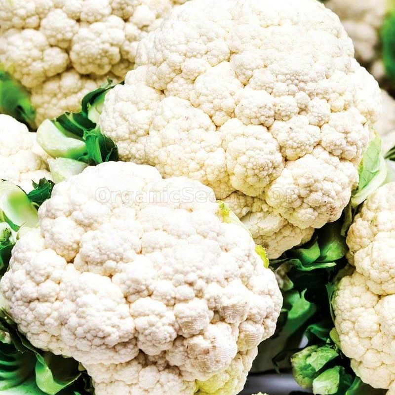 «Snowball» - Organic Cauliflower Seeds - Shipping is free for orders ...