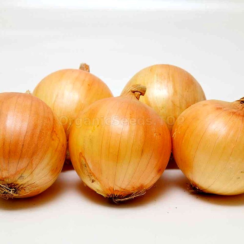 «Sympathy» - Organic Onion Seeds - Shipping is free for orders over €50