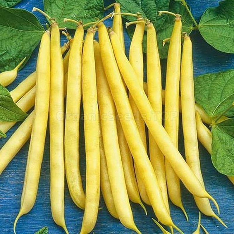 Images «Panther» - Organic Bean Seeds - Shipping is free for orders ...