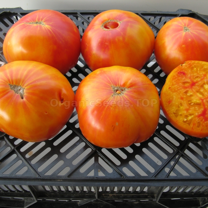 «Hazel mae» - Organic Tomato Seeds - Shipping is free for orders over €50