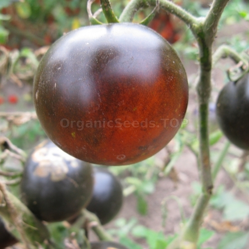«Blue wonder» - Organic Tomato Seeds - Shipping is free for orders over €50