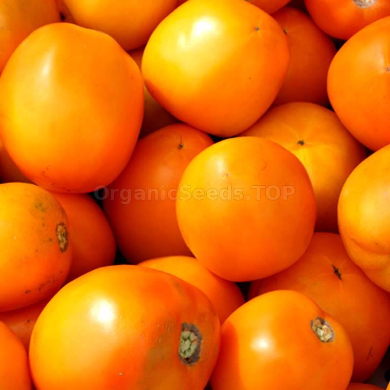 «Moonglow» - Organic Tomato Seeds - Shipping is free for orders over €50