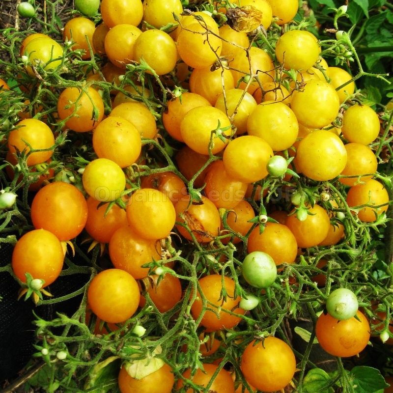 «Manicure» - Organic Tomato Seeds - Shipping is free for orders over €50
