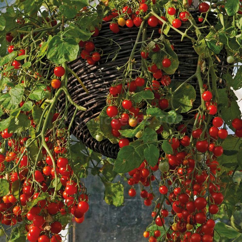 «Red precious pearl» - Organic Tomato Seeds - Shipping is free for ...