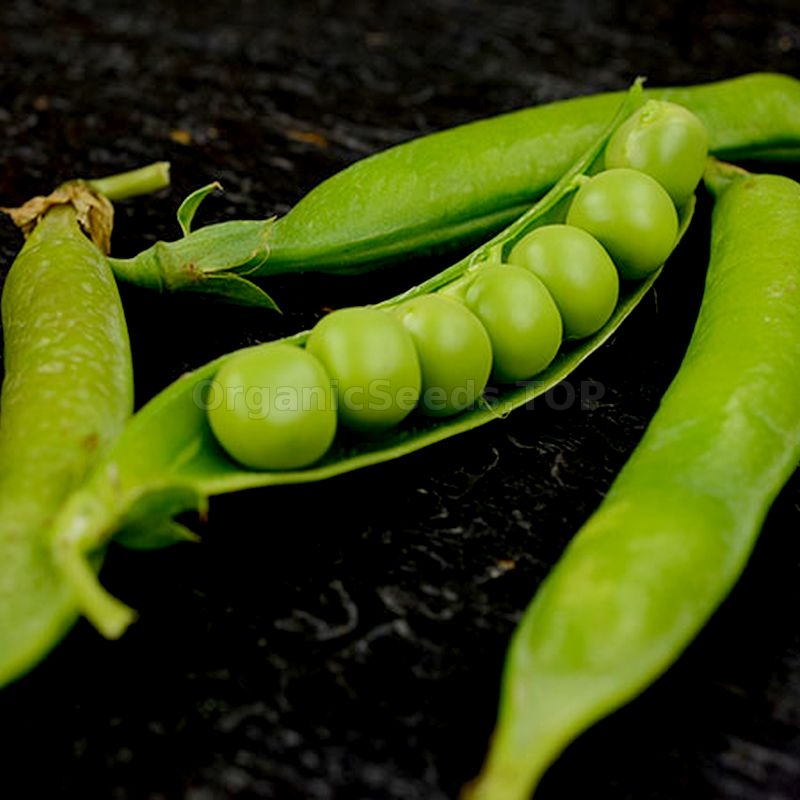 «Lincoln» - Organic Pea Seeds - Shipping is free for orders over €50