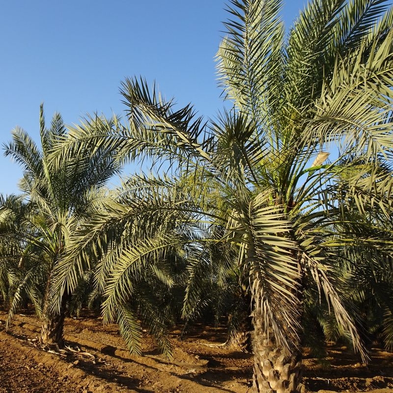 «Medjool» - Organic Phoenix Dactylifera Seeds - Shipping is free for ...