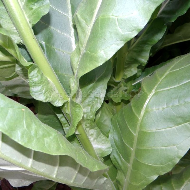 «Bulgarian Red» Heirloom Tobacco Seeds - Shipping is free for orders ...