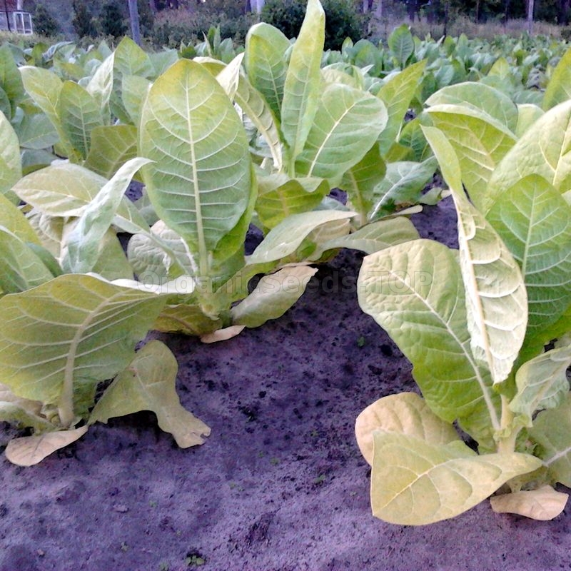 «Basma Jebel» Heirloom Tobacco Seeds - Shipping is free for orders over €50
