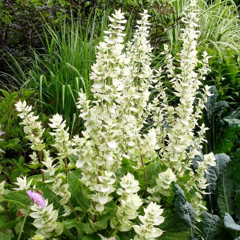 «White Swan» - Organic Salvia Seeds - Shipping is free for orders over €50