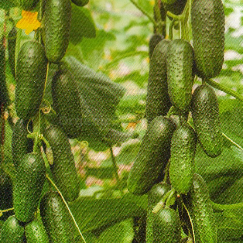 Reviews «Kum da Kuma» - Organic Cucumber Seeds - Shipping is free for ...