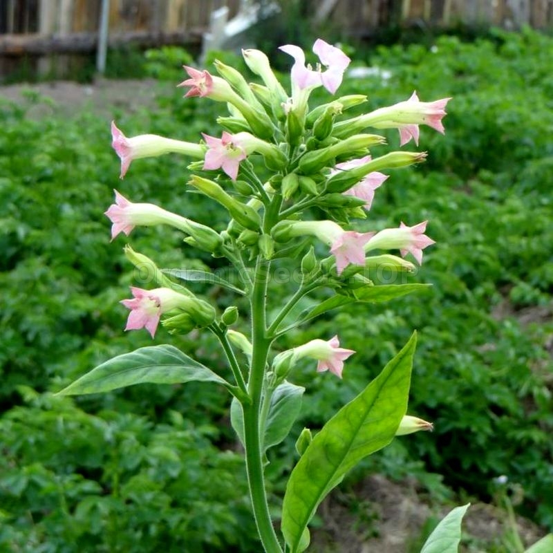 Reviews «Basma K» Heirloom Tobacco Seeds - Shipping is free for orders ...