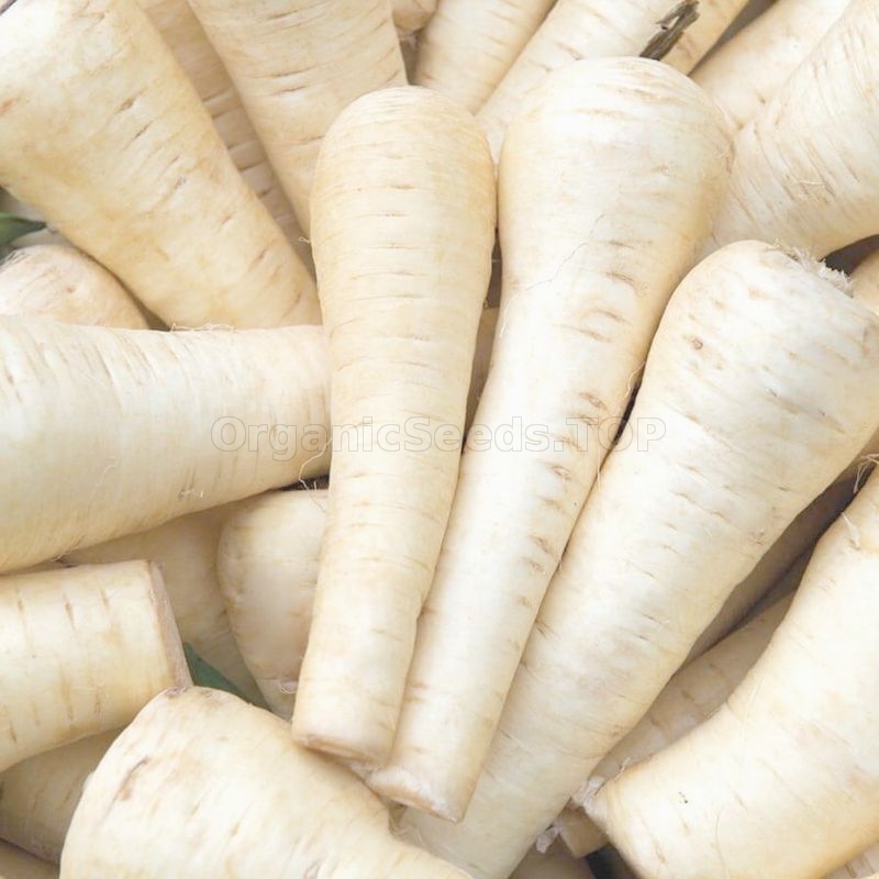 Reviews «Pulse» - Organic Parsnip Seeds - Shipping is free for orders ...
