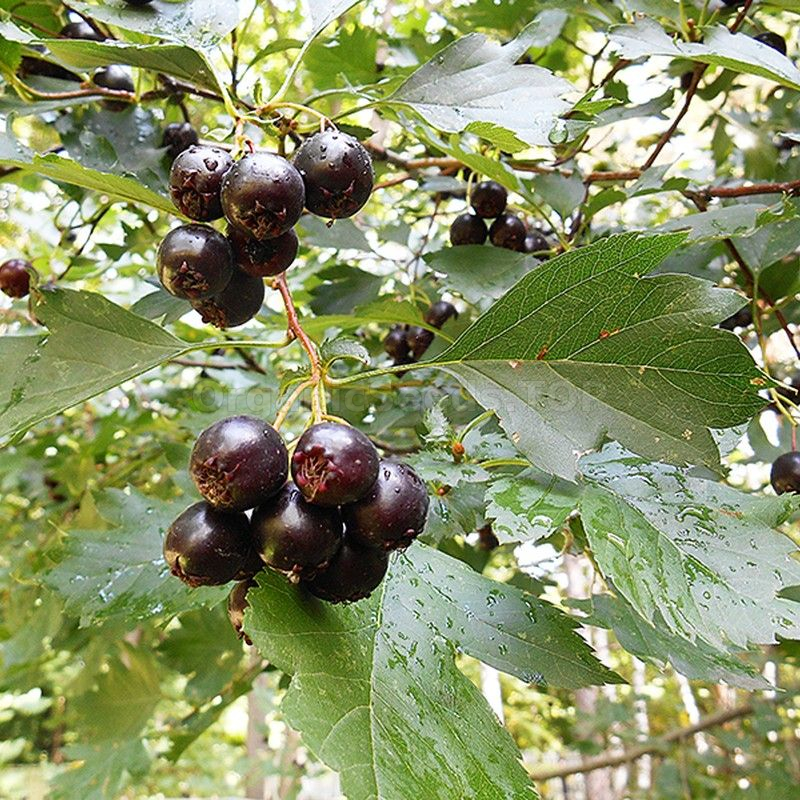 Organic Almaty Hawthorn Seeds (Crataegus almaatensis) - Shipping is ...