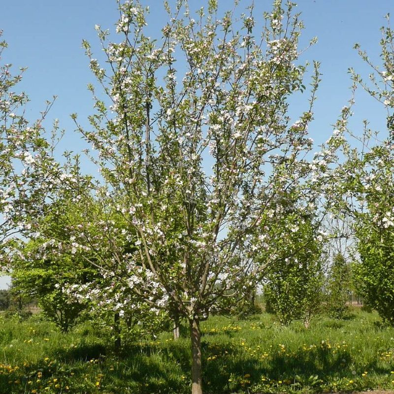 Images Organic Malus domestica Borkh(Apple tree) Seeds - Shipping is ...