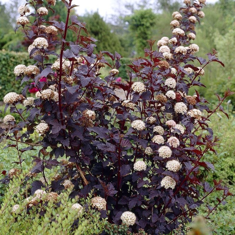 Organic Eastern ninebark Seeds (Physocarpus Opulifolius) - Shipping is ...