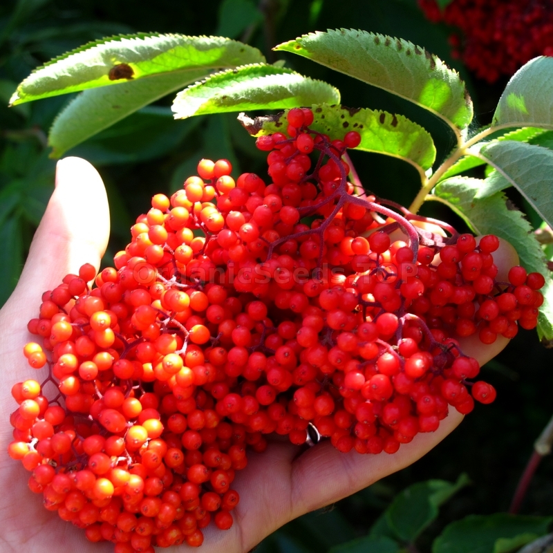 Red Elderberry Seeds (Sambucus racemosa) - Shipping is free for orders ...