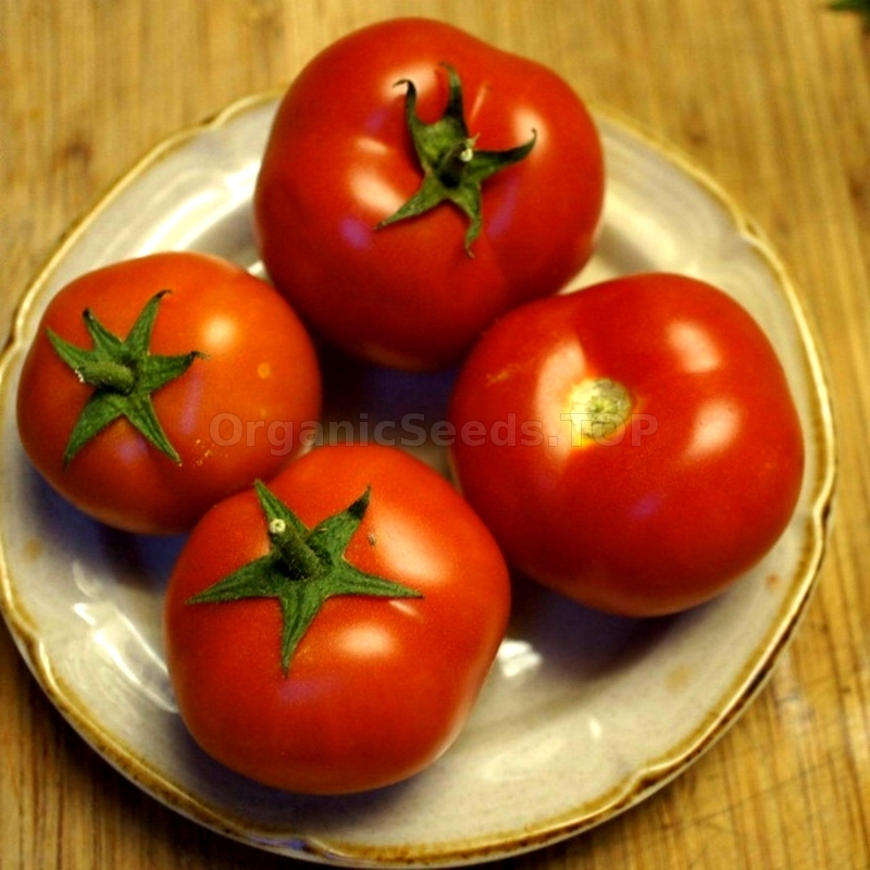 «Sanka» - Organic Tomato Seeds - Shipping is free for orders over €50