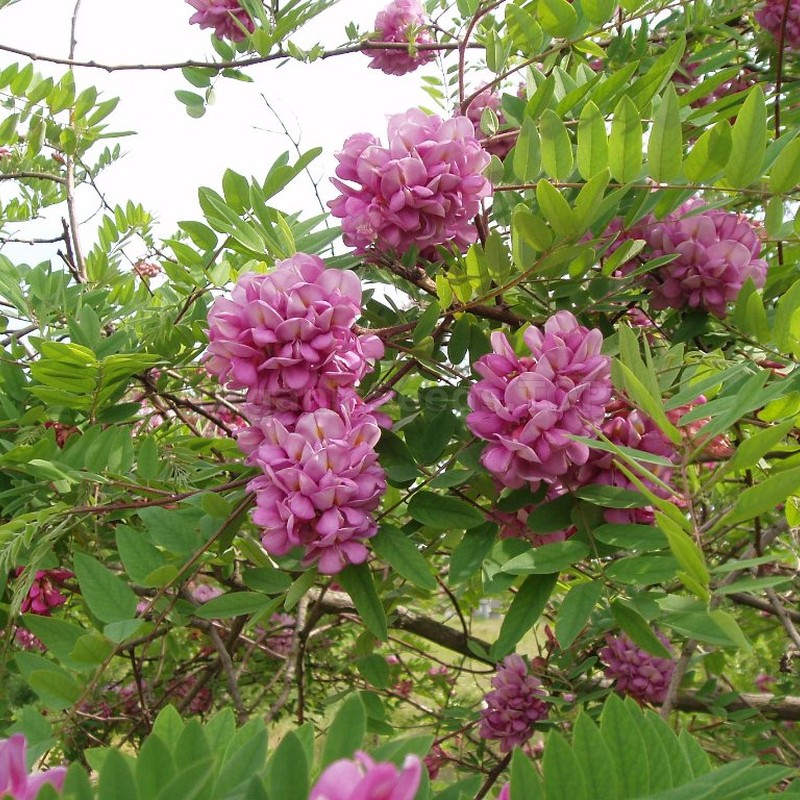 Robinia viscosa Seeds - Shipping is free for orders over €50