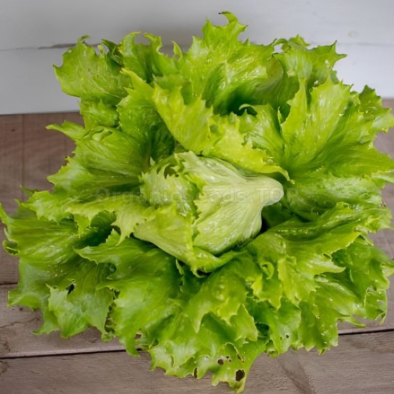 «Snow Queen» - Organic Salad Seeds - Shipping is free for orders over €50