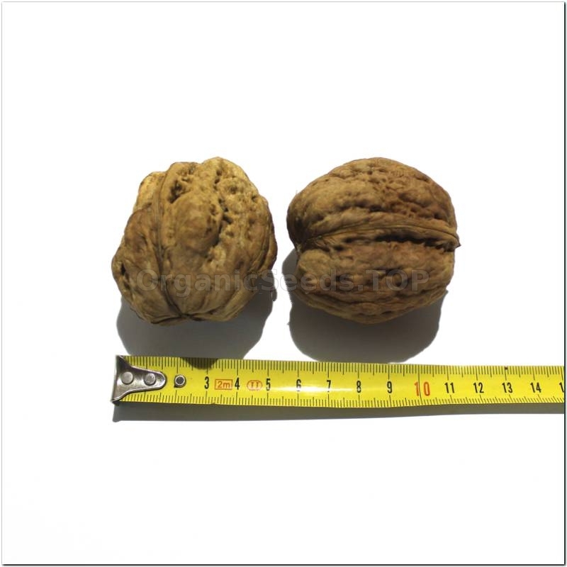 Organic Giant walnut Seeds (Juglans regia) - Shipping is free for ...