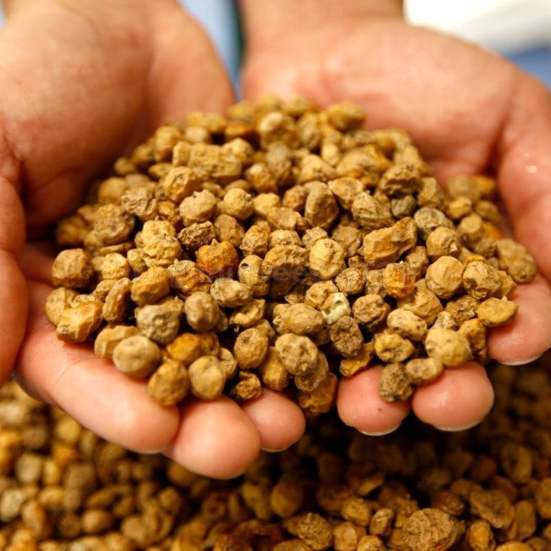 Organic Chufa Sedge Seeds (Cyperus esculentus) - Shipping is free for ...