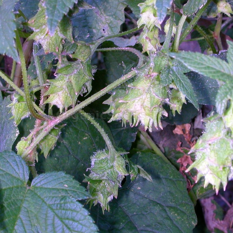 Organic Japanese Hop Seeds (Humulus Japonicus) - Shipping is free for ...