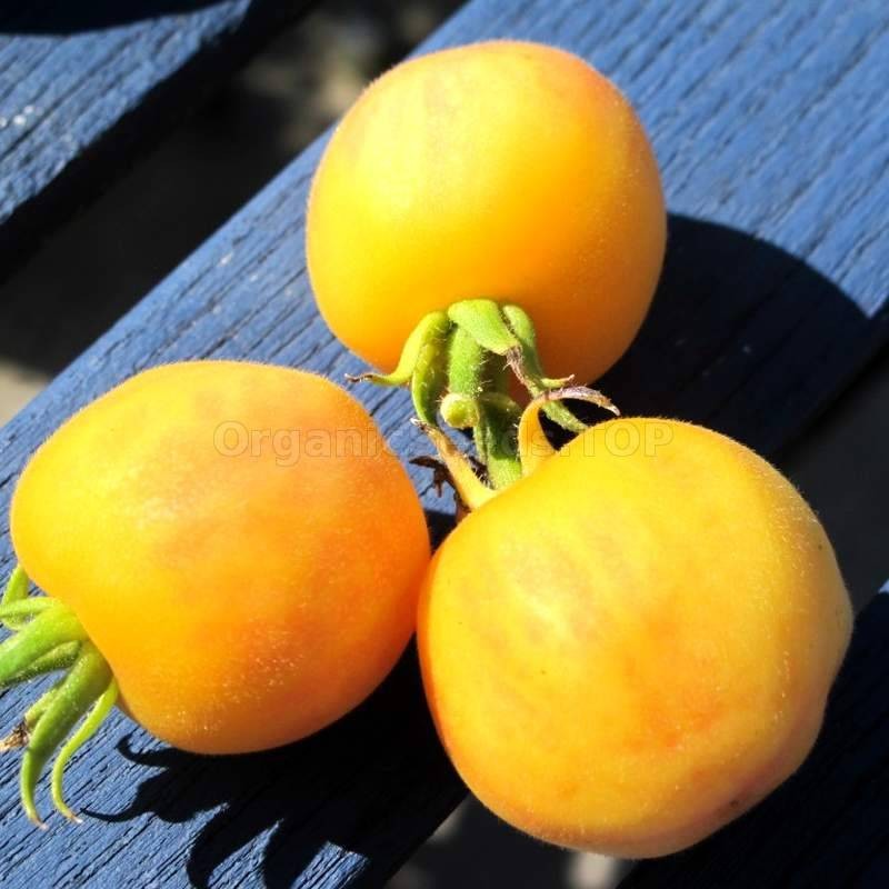 «Peach» - Organic Tomato Seeds - Shipping is free for orders over €50