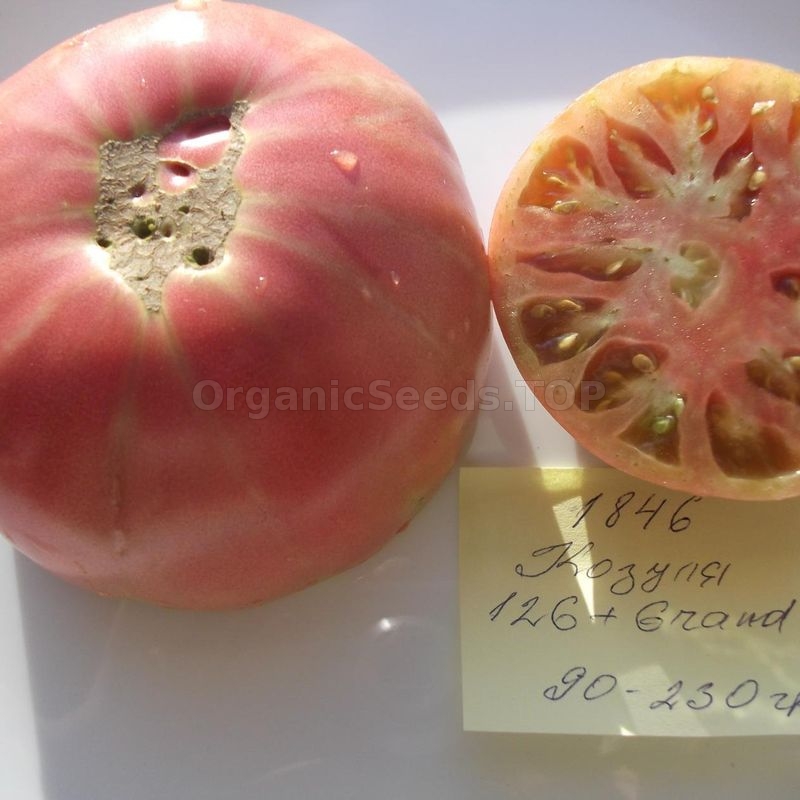 «Kozula 126 + Grand» - Organic Tomato Seeds - Shipping is free for ...