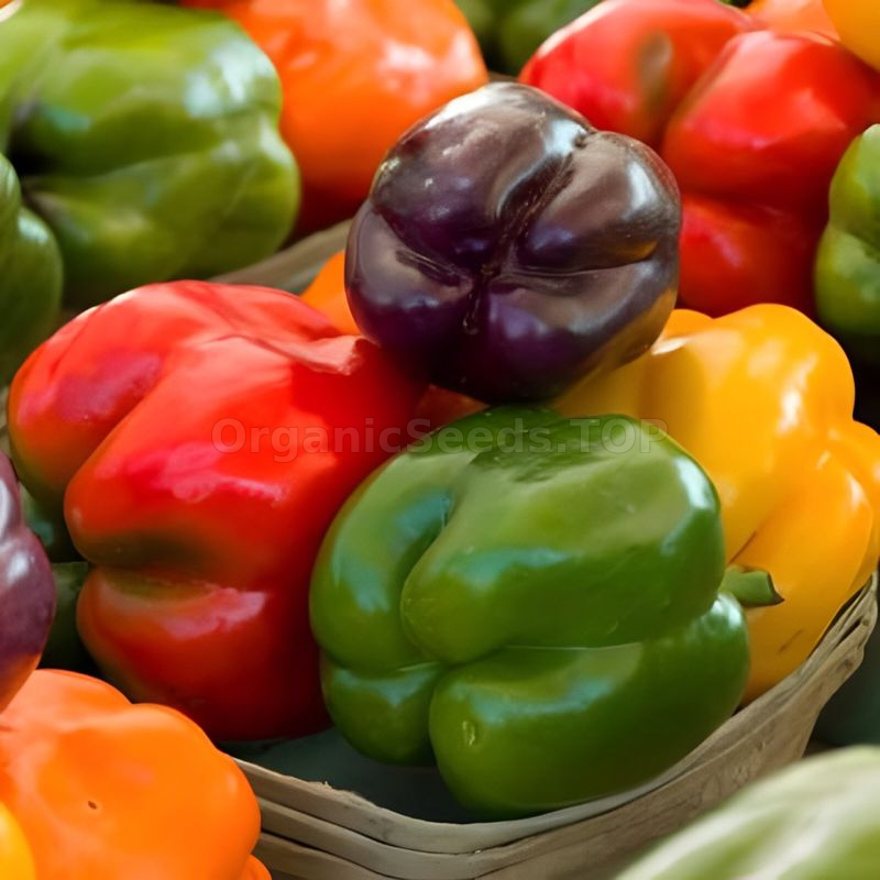 «Rainbow bells» - Organic Pepper Seeds - Shipping is free for orders ...
