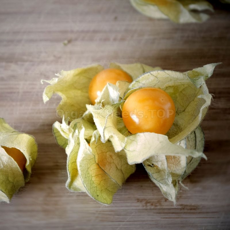 «Franché Miniature» - Organic Tomatillo Seeds - Shipping is free for ...