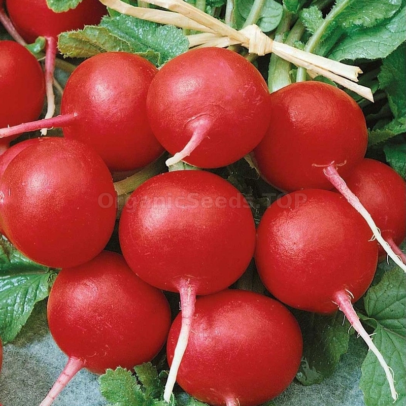 «Ruby» - Organic Radish Seeds - Shipping is free for orders over €50