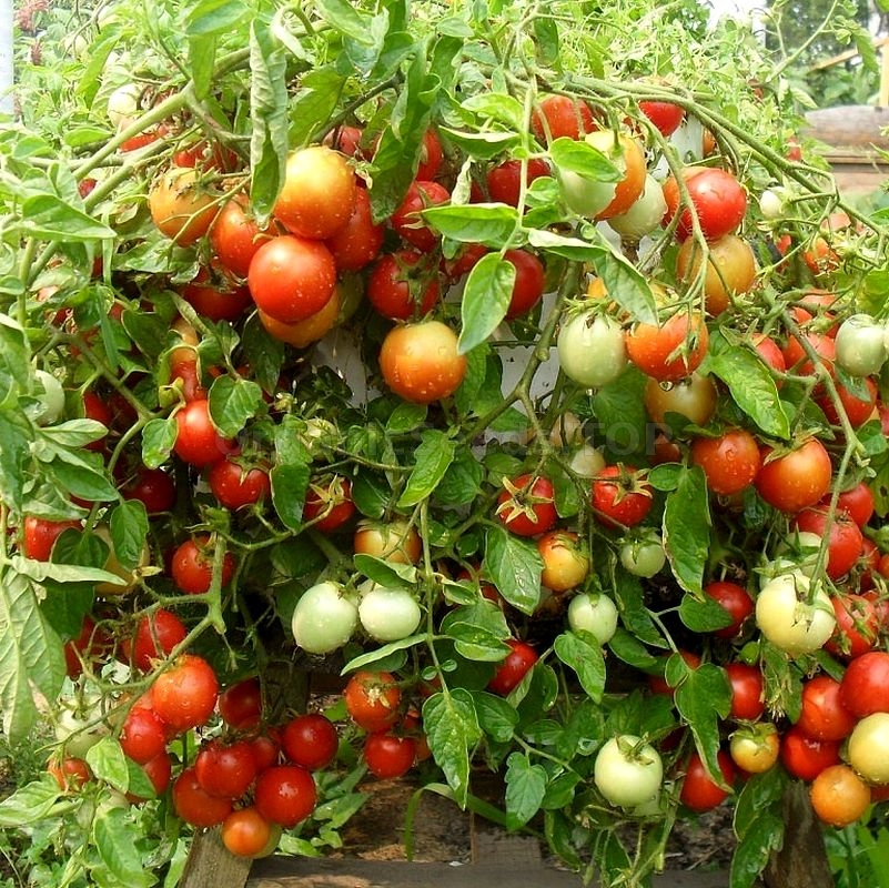 «Snowman» - Organic Tomato Seeds - Shipping is free for orders over €50