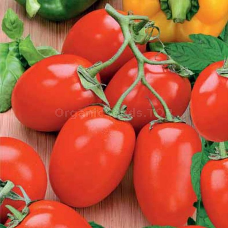 «Rio Fuego» - Organic Tomato Seeds - Shipping is free for orders over €50