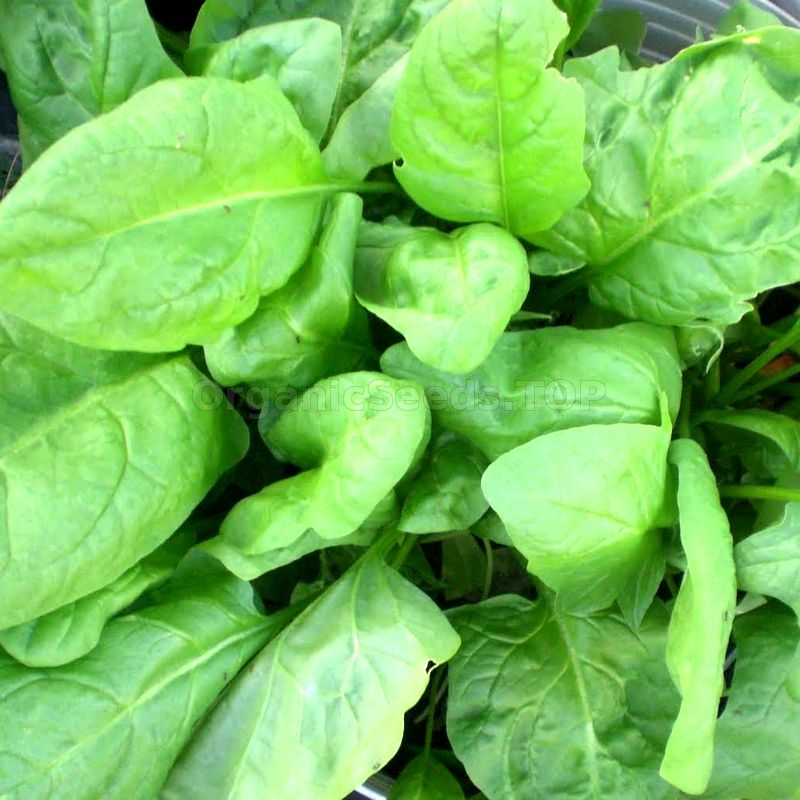 «Matador» - Organic Spinach Seeds - Shipping is free for orders over €50