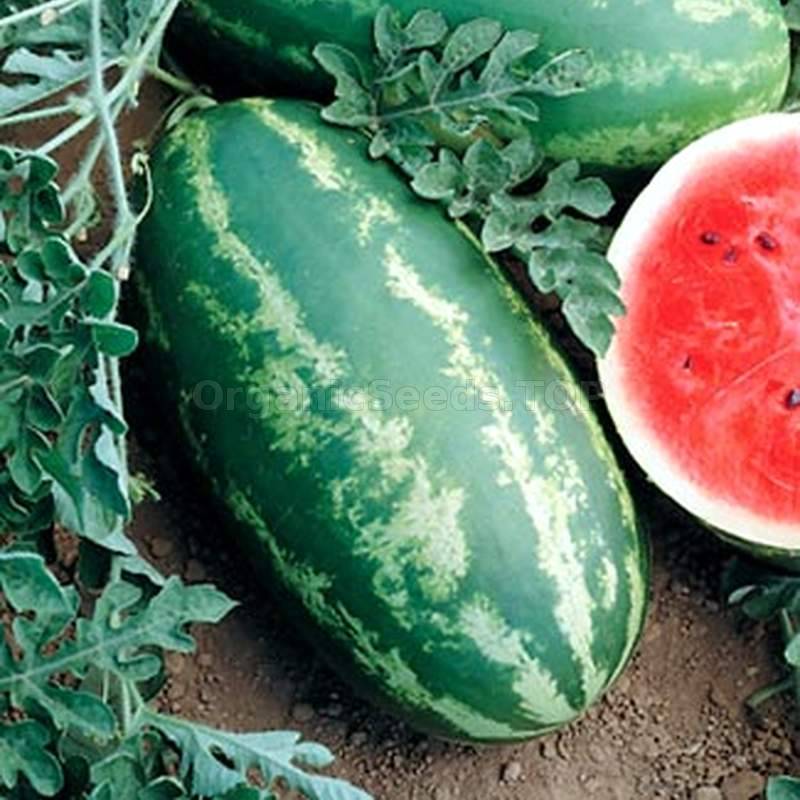«Royal Majestic» - Organic Watermelon Seeds - Shipping is free for ...