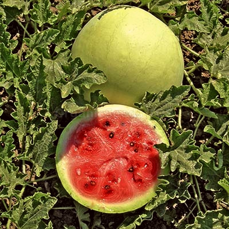 «Snowball» - Organic Watermelon Seeds - Shipping is free for orders ...