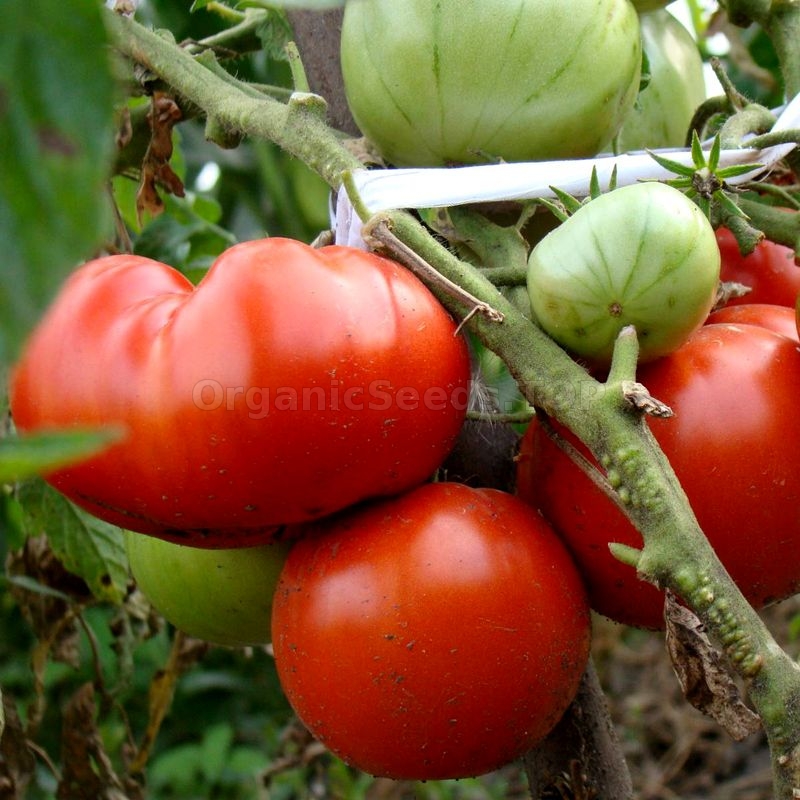«Raspberry Viscount» - Organic Tomato Seeds - Shipping is free for ...