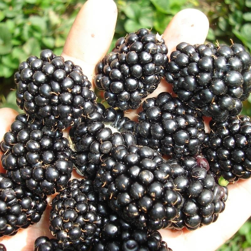 Fruits Liveseeds-Berry Blackberry Bramble Graines 1000 graines en vrac ...